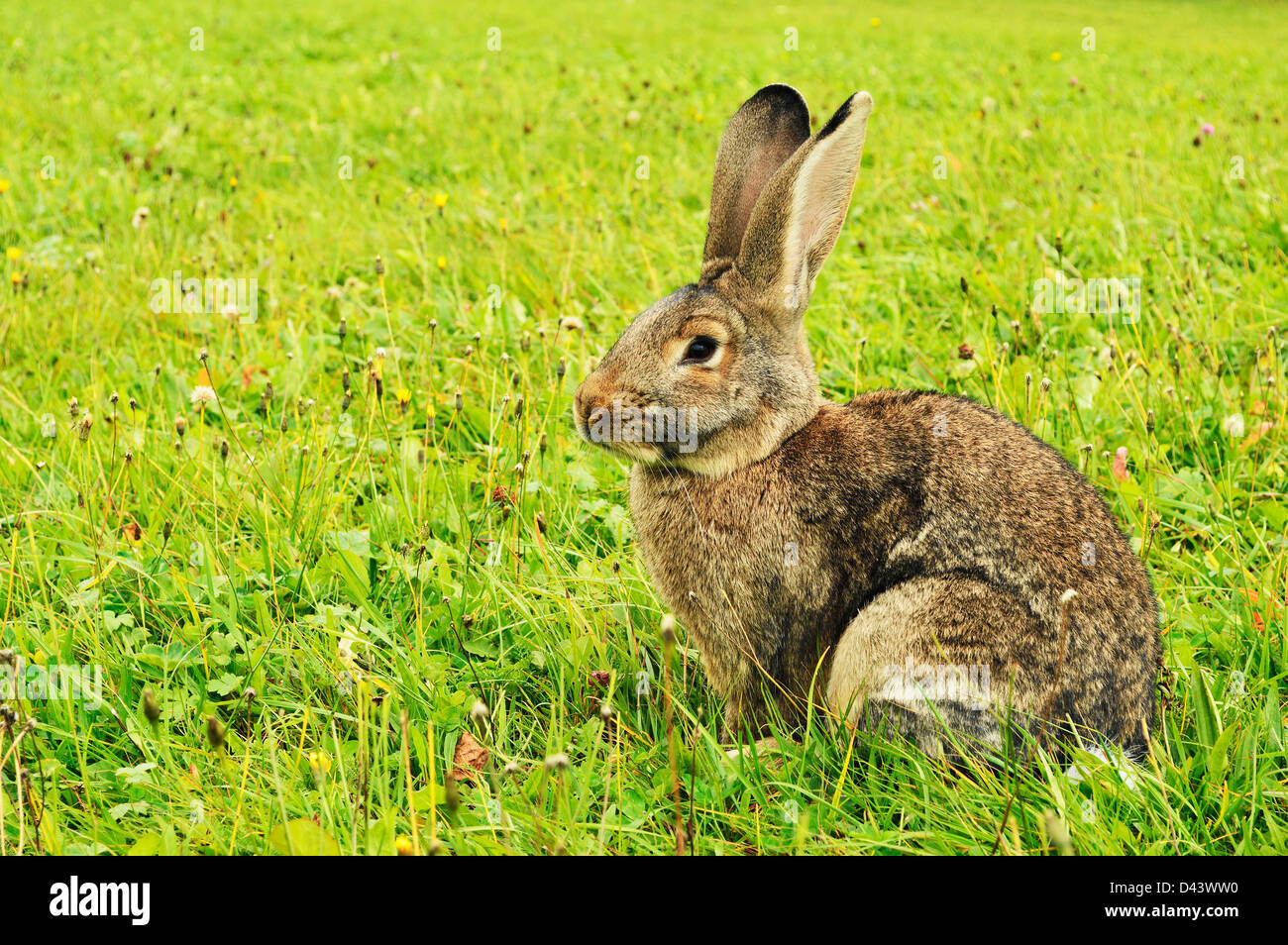 Black rabbit on green grass hi-res stock photography and images - Alamy