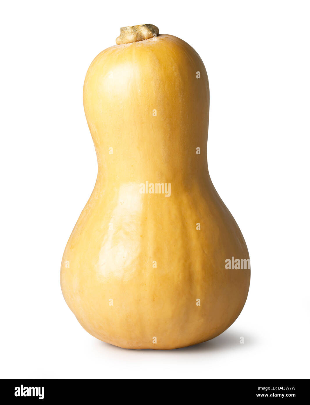 Single Squash cut out white background Stock Photo - Alamy
