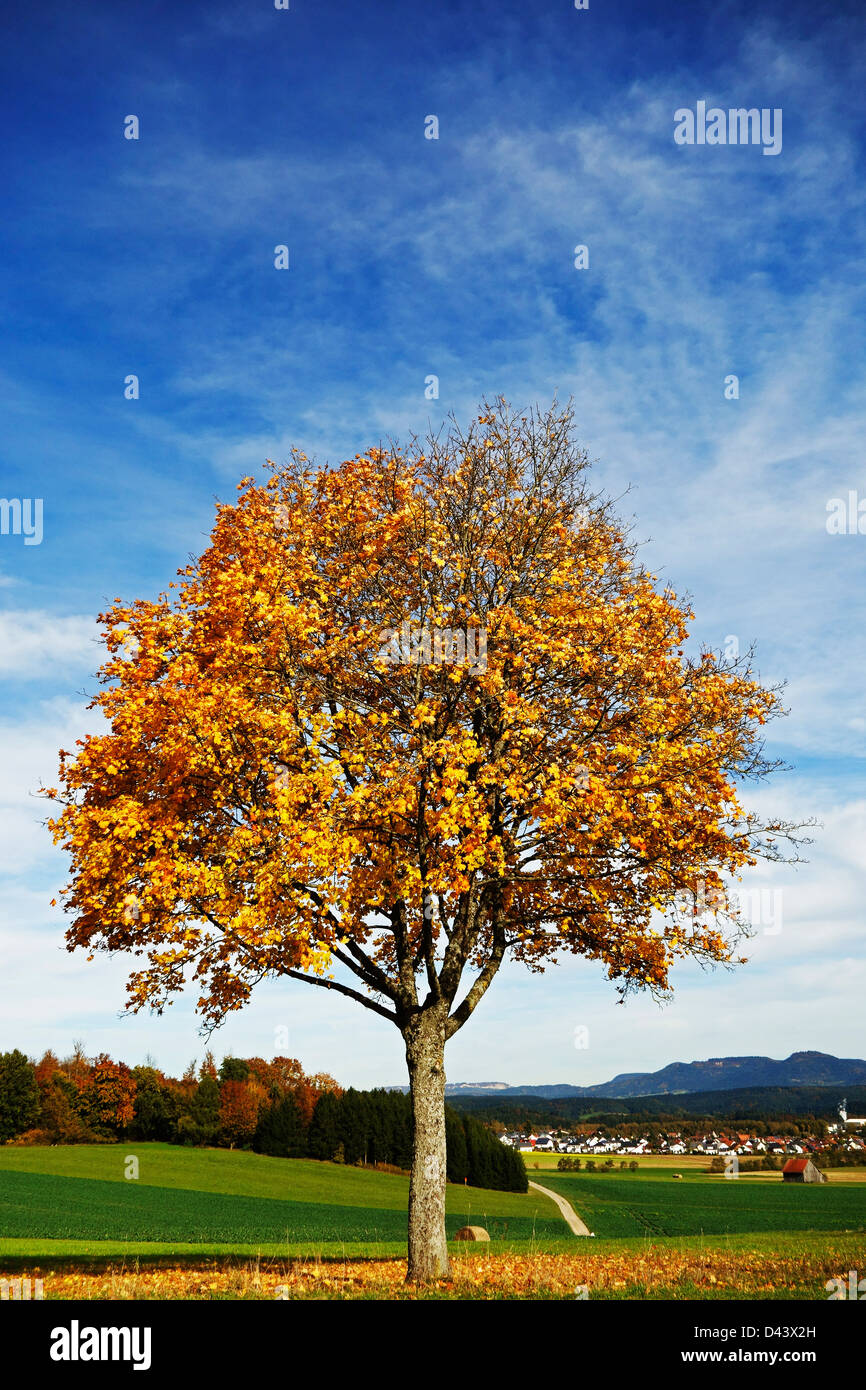 Western baar hi-res stock photography and images - Alamy