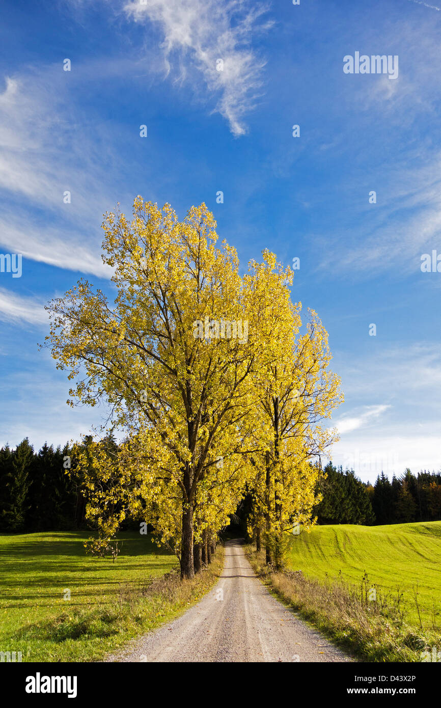 Poplar Trees and Country Road, Schwarzwald-Baar, Black Forest, Baden ...