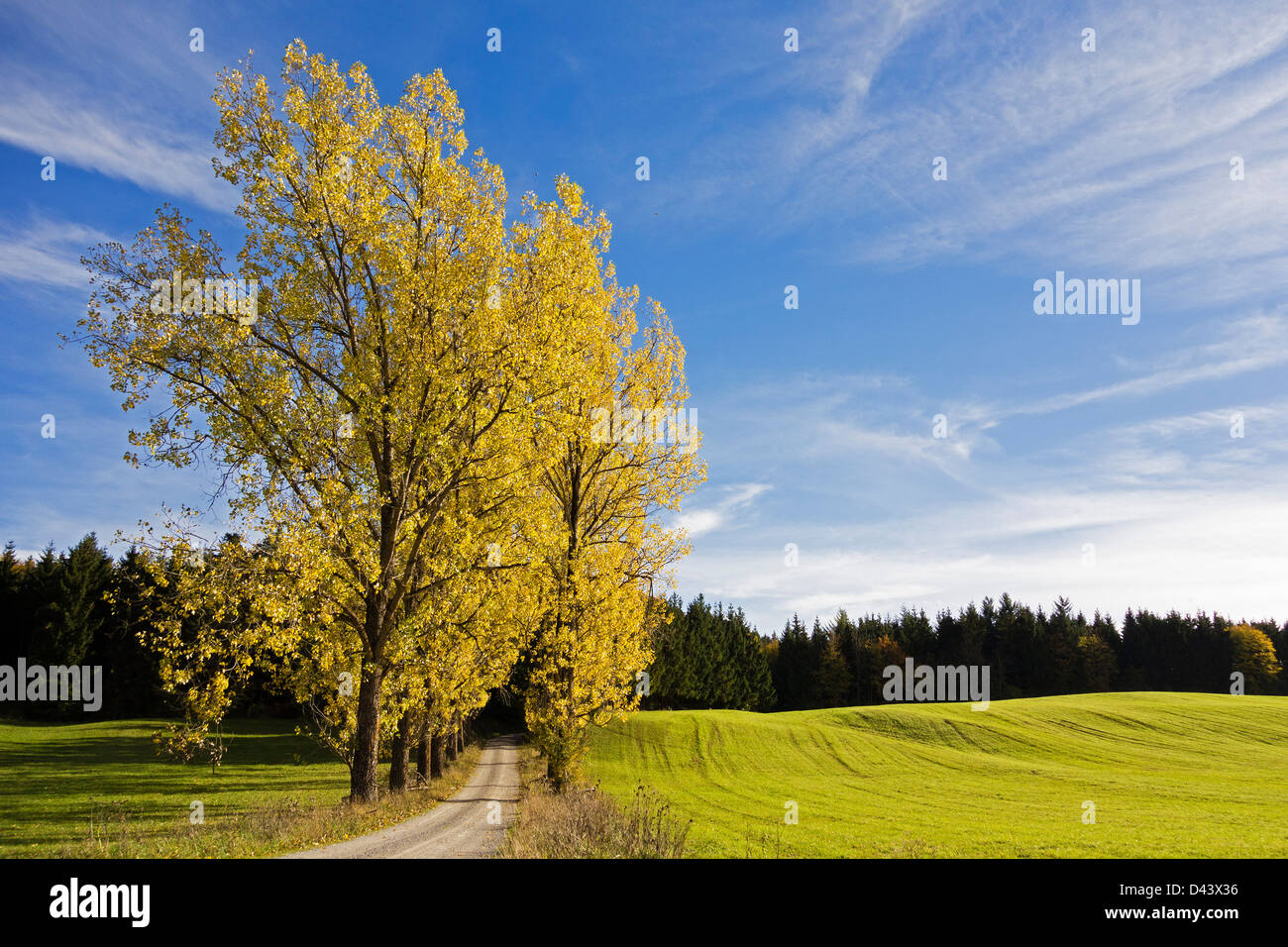 Poplar Trees and Country Road, Schwarzwald-Baar, Black Forest, Baden ...