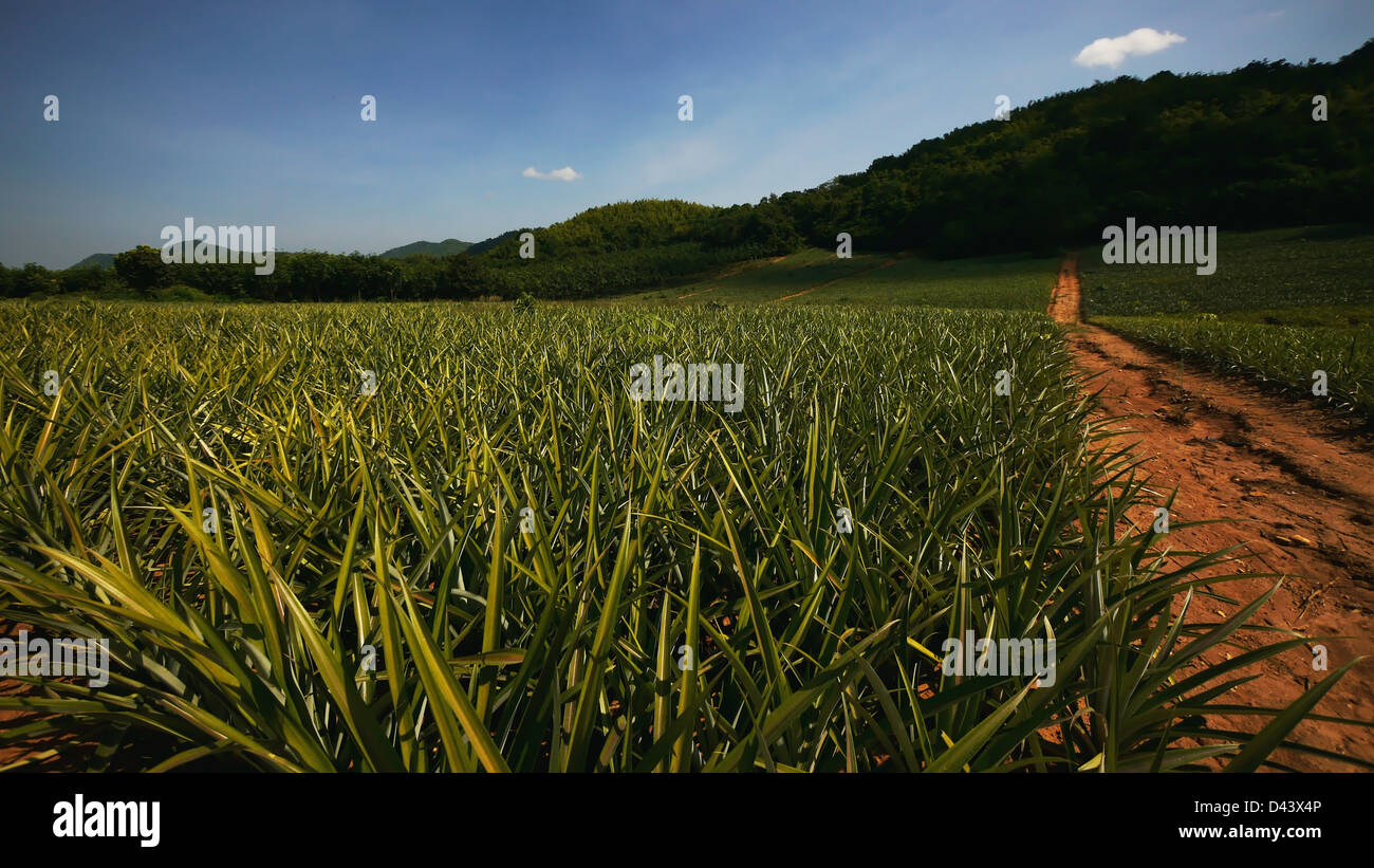 Pineapple Field High Resolution Stock Photography and Images - Alamy