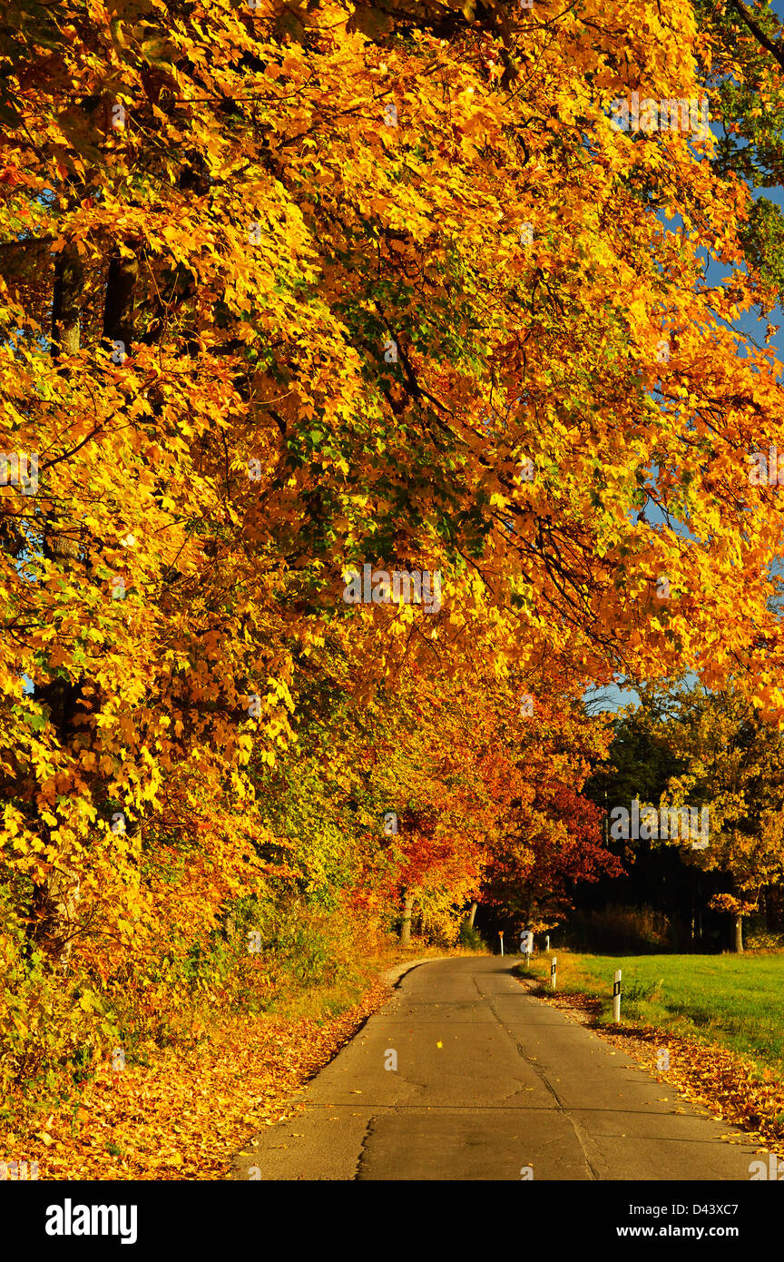 Schwarzwald-Baar, Baden-Wurttemberg, Germany Stock Photo - Alamy