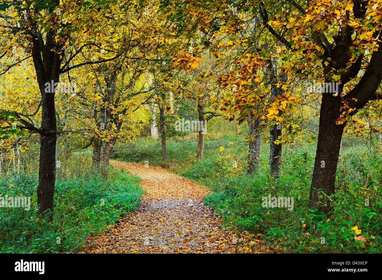Western baar hi-res stock photography and images - Alamy