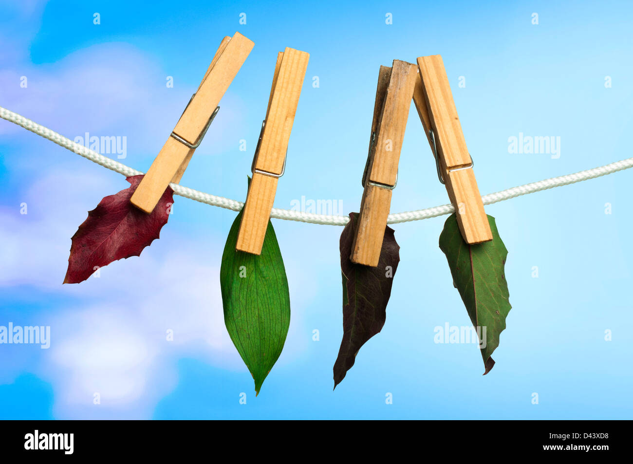 Autumn leaves on a rope. Blue cloudy sky background Stock Photo - Alamy
