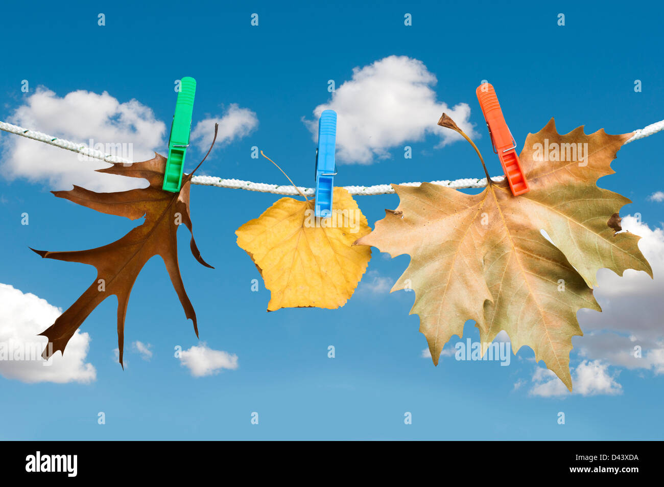 Autumn leaves on a rope. Blue cloudy sky background Stock Photo - Alamy