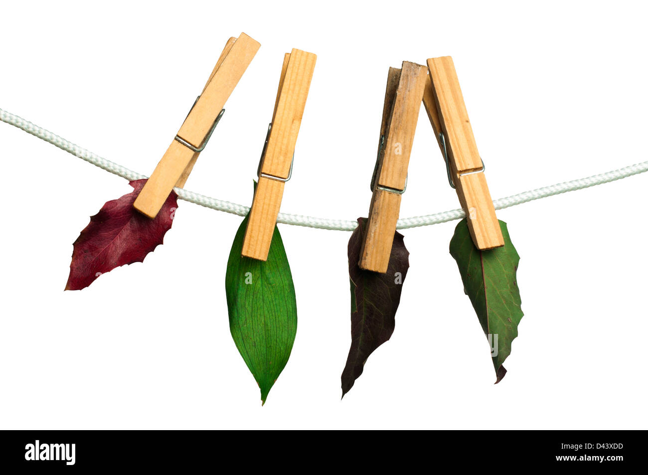Autumn leaves on a rope. White isolated Stock Photo - Alamy