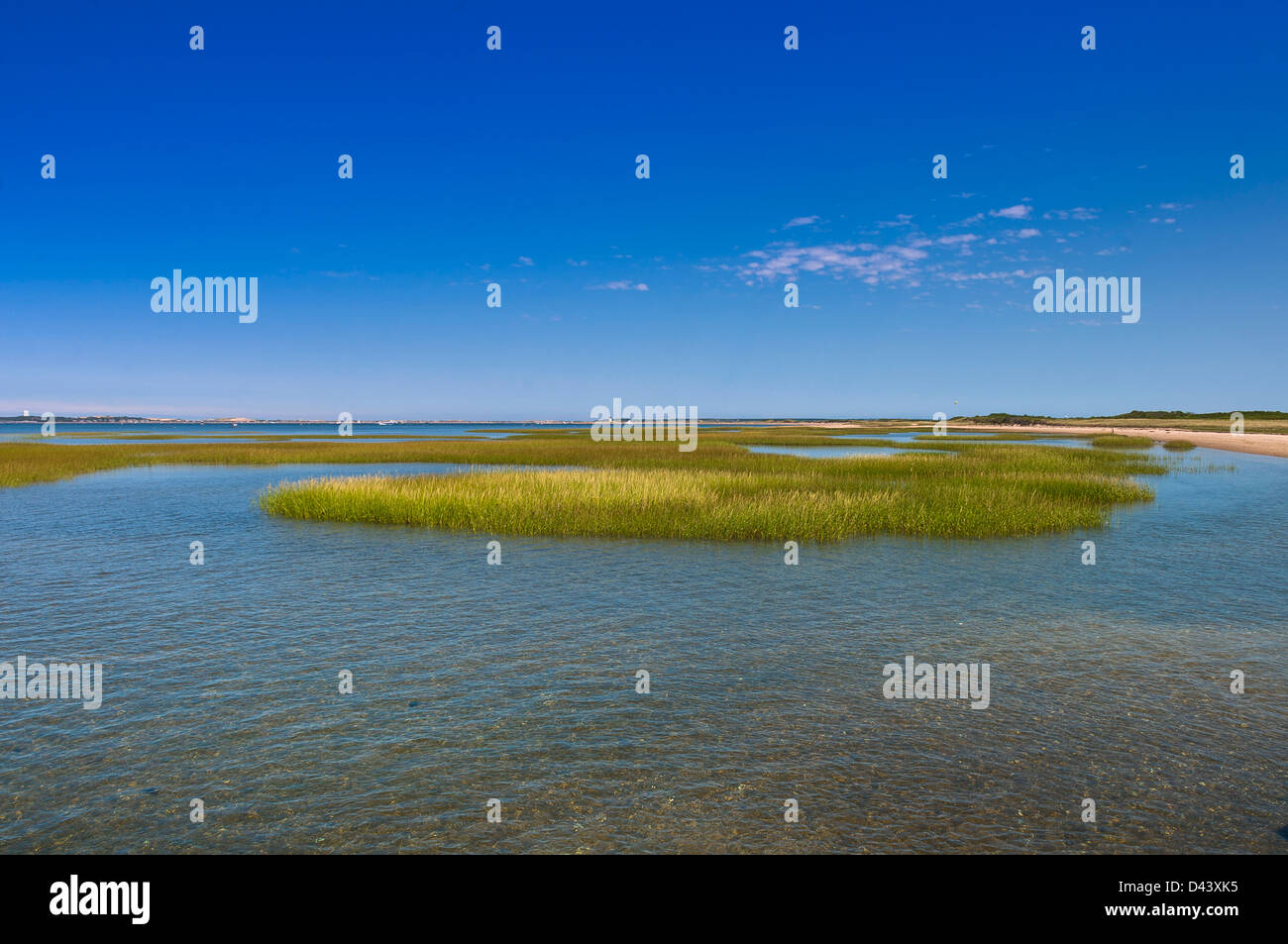 Wetland Swamp Water Grass High Resolution Stock Photography and Images ...