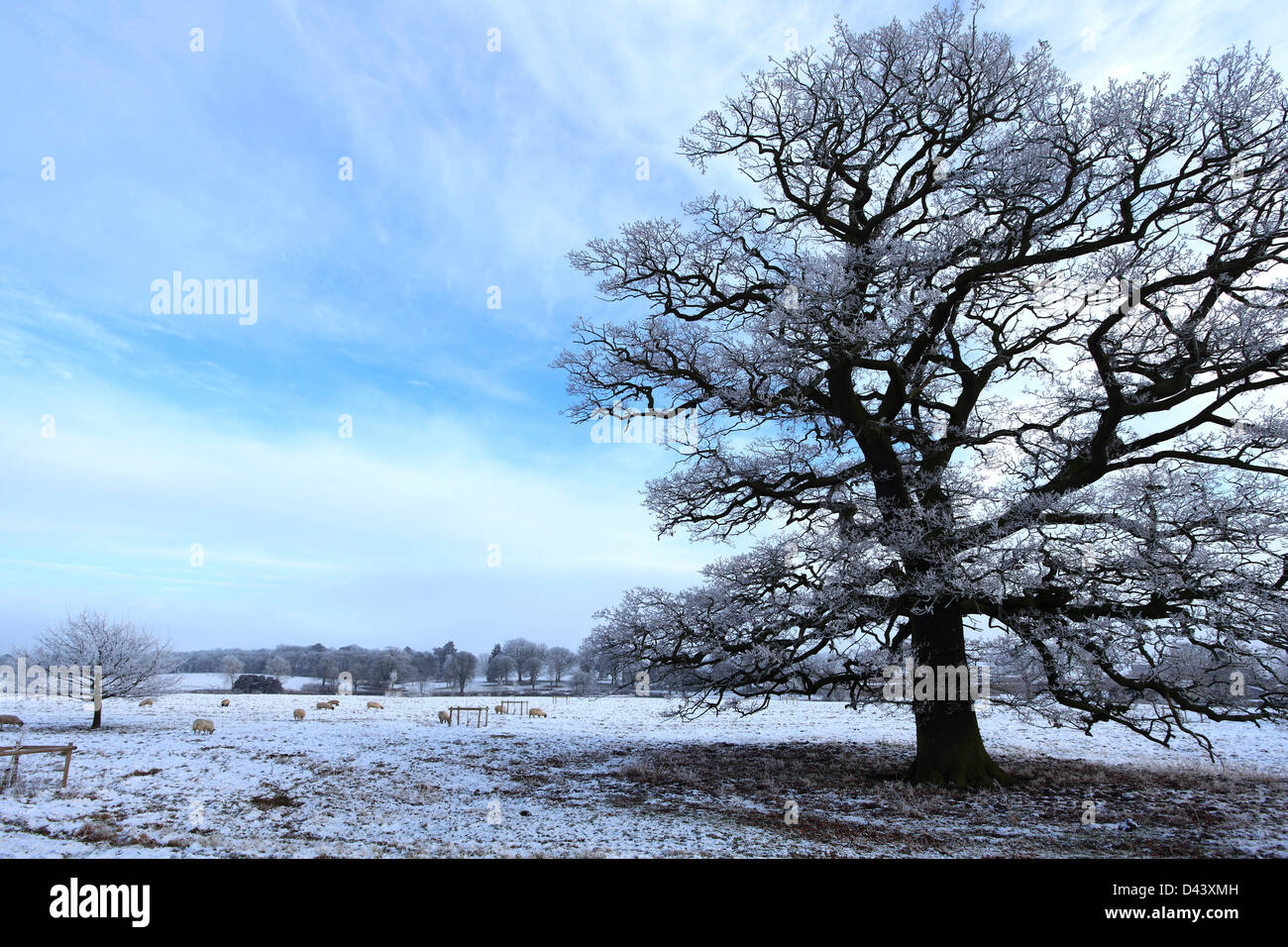Hoare frost winter scene, Oak Tree (Quercus robur), Blatherwycke ...