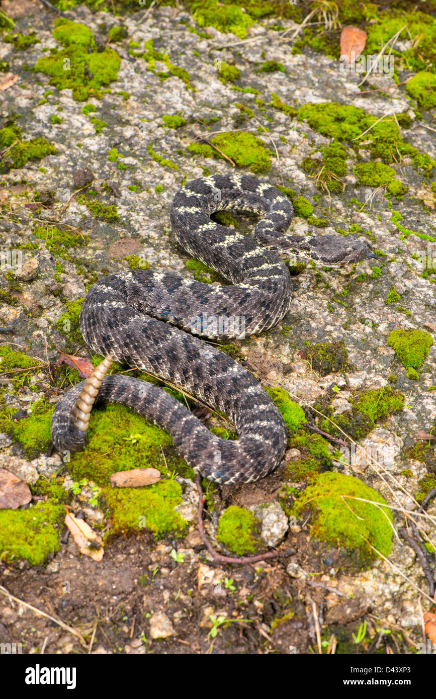 Arizona Black Rattlesnake Crotalus cerberus Happy Valley, Pima County ...