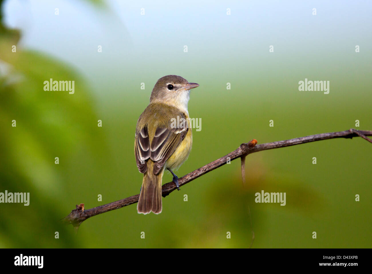Bell's Vireo Vireo bellii arizonae Prairie State Park, Missouir, United ...
