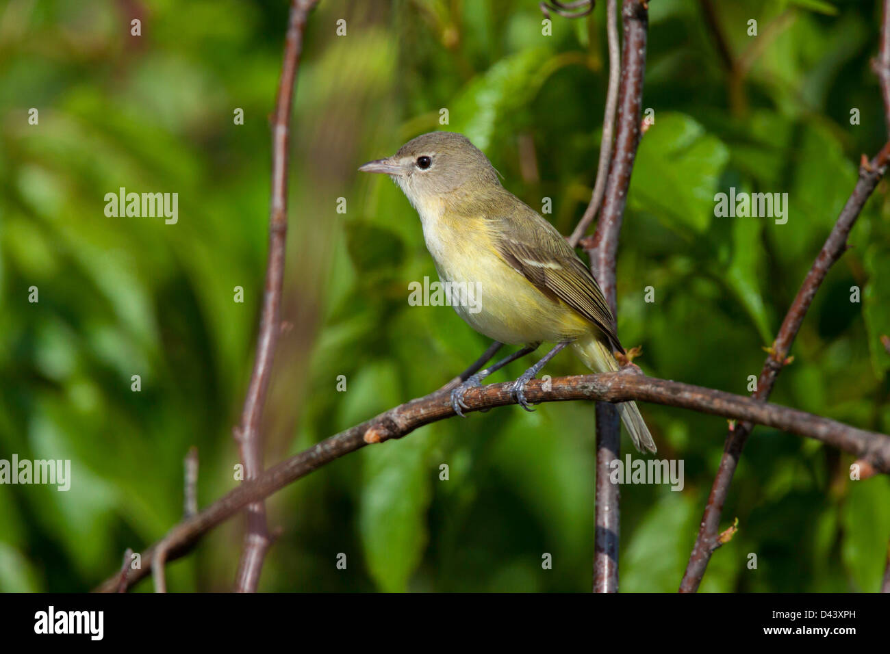 Bell's Vireo Vireo bellii arizonae Prairie State Park, Missouir, United ...