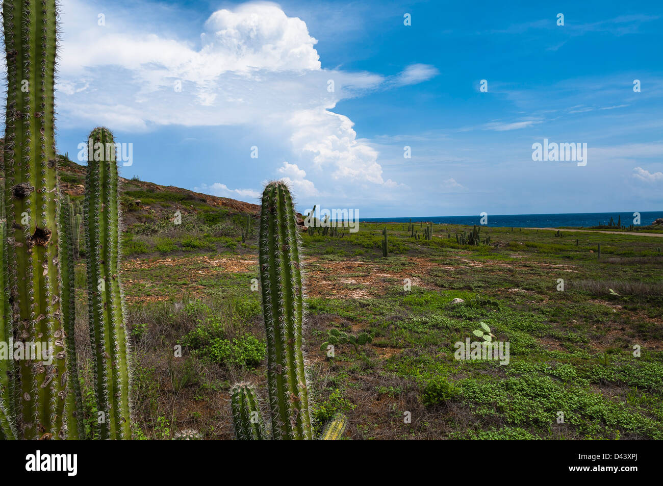 Landscape with Cactus, Arikok National Park, Aruba, Lesser Antilles ...