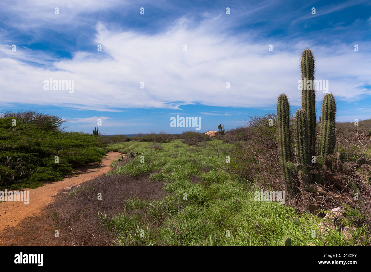 Scenic with Path and Cactus, North Coast of Aruba, Lesser Antilles ...
