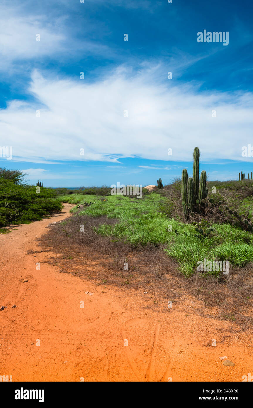 Scenic with Path and Cactus, North Coast of Aruba, Lesser Antilles ...