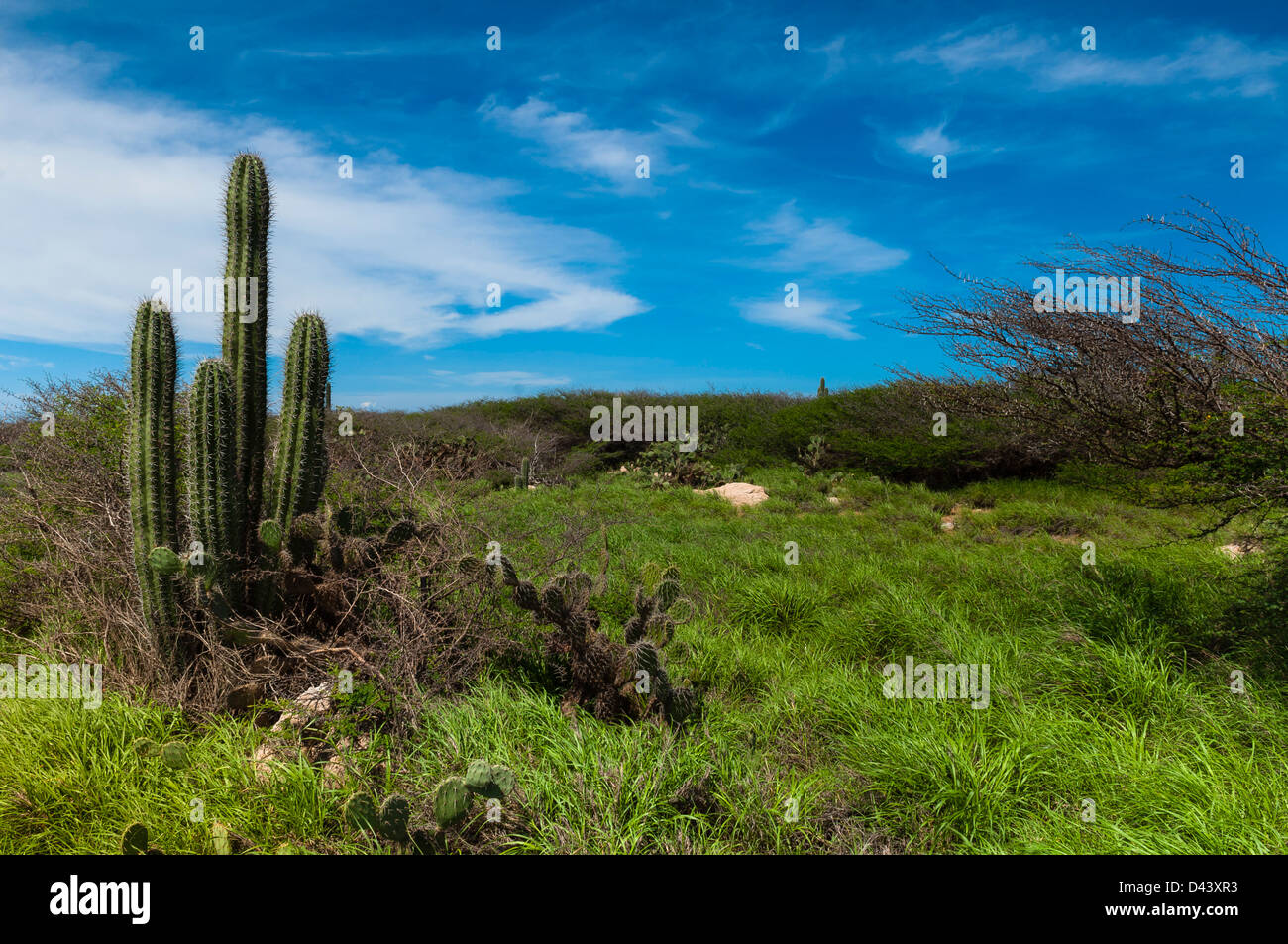 Scenic with Cactus, North Coast of Aruba, Lesser Antilles, Caribbean ...