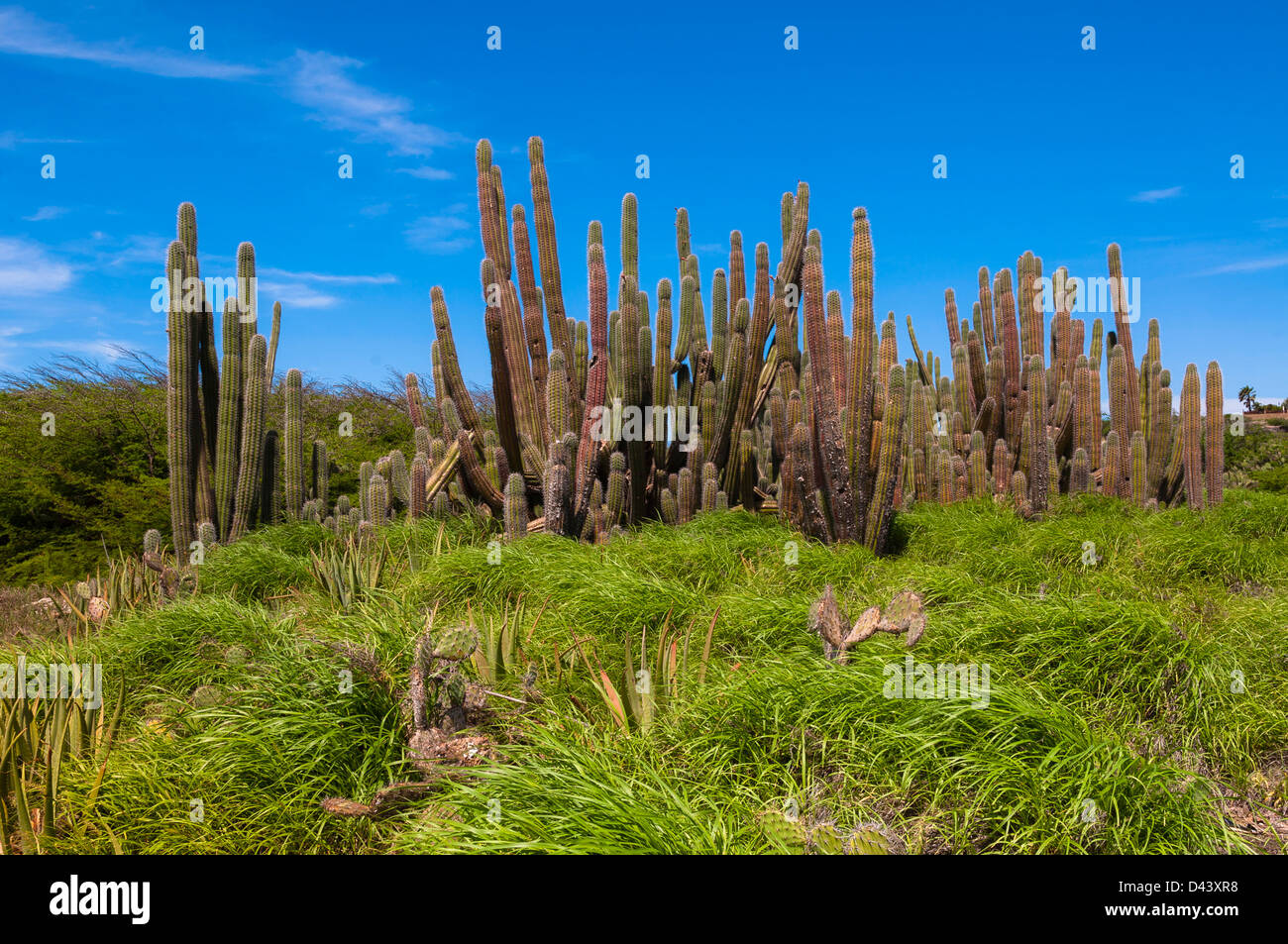 Scenic with Cactus, Aruba, Lesser Antilles, Caribbean Stock Photo - Alamy