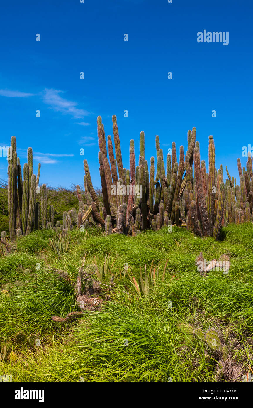 Scenic with Cactus, Aruba, Lesser Antilles, Caribbean Stock Photo - Alamy