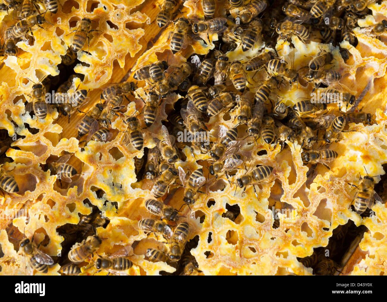 Bees sit in a beehive at the beekeeping of Lutz Theis in Frankfurt ...