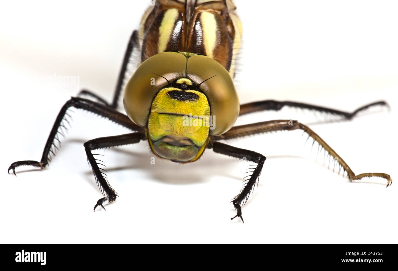 Dragonfly creeps on a white background Stock Photo - Alamy