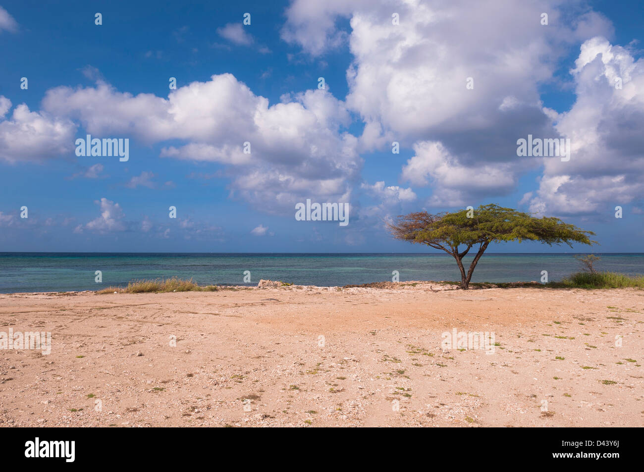 Lone Tree on Beach, Savaneta, Aruba, Lesser Antilles, Caribbean Stock ...