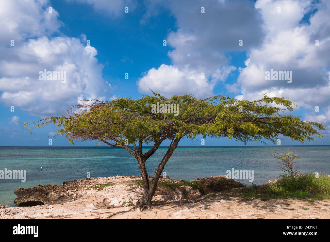 Lone Tree on Beach, Savaneta, Aruba, Lesser Antilles, Caribbean Stock ...