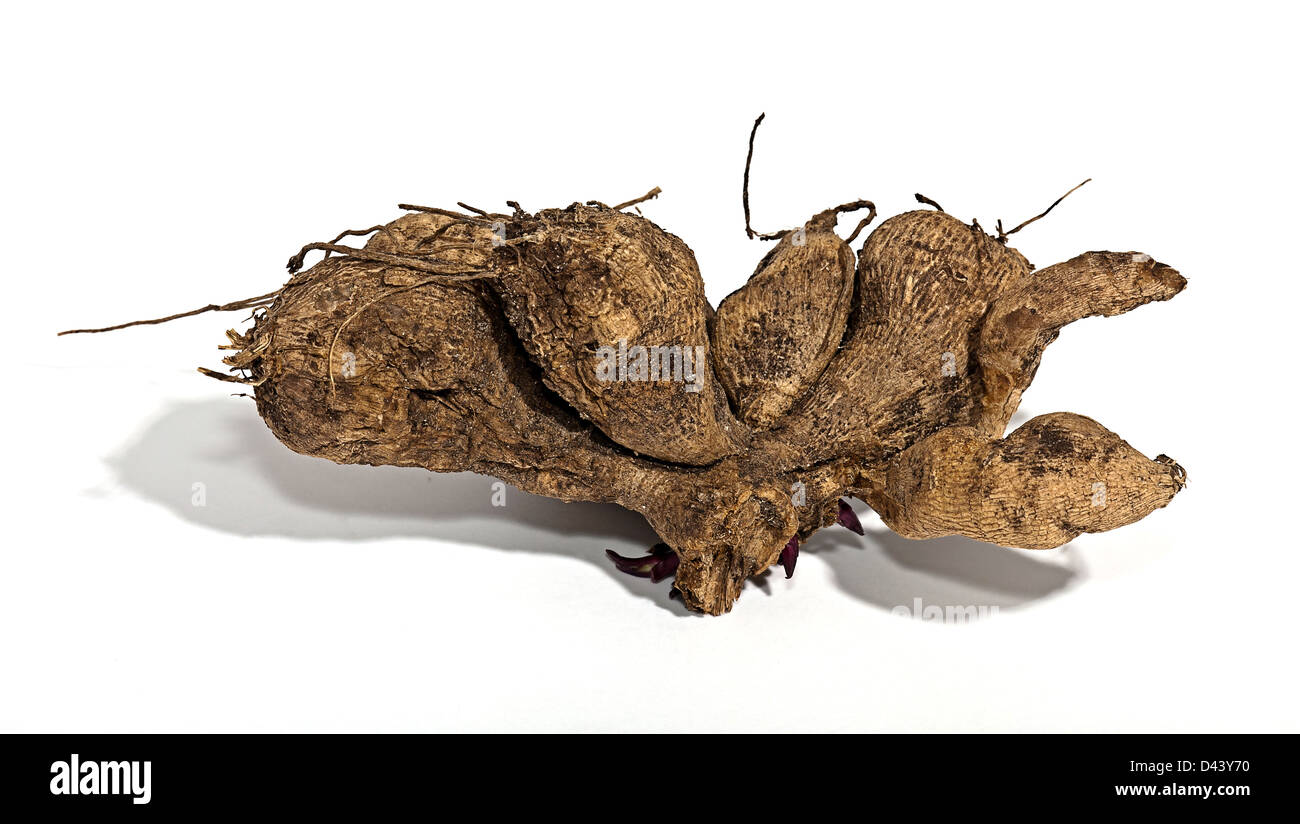 Dahlias root hi-res stock photography and images - Alamy