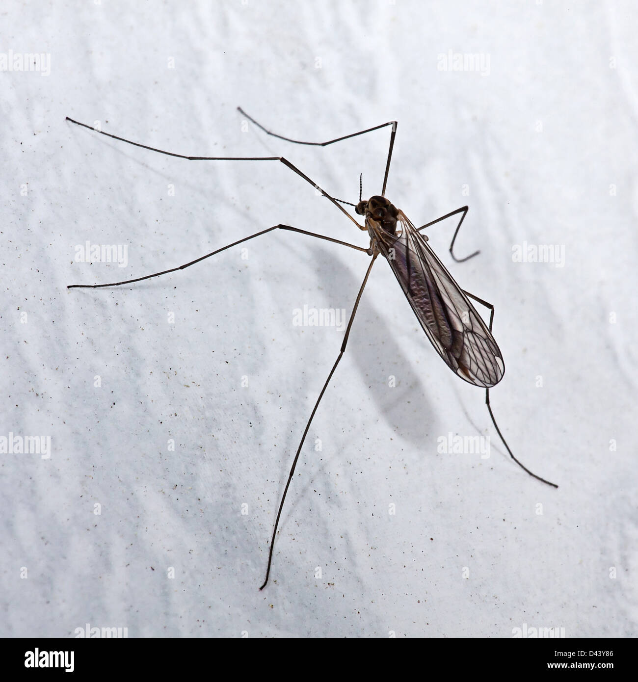 The small insect sits on marble walls Stock Photo - Alamy