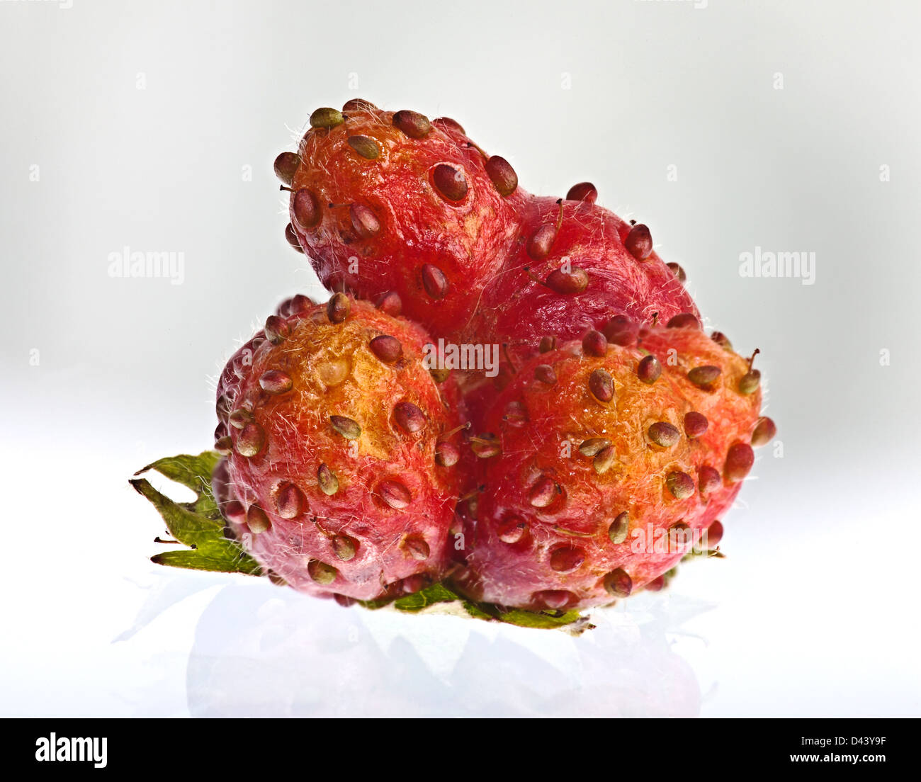 Mutant form hi-res stock photography and images - Alamy