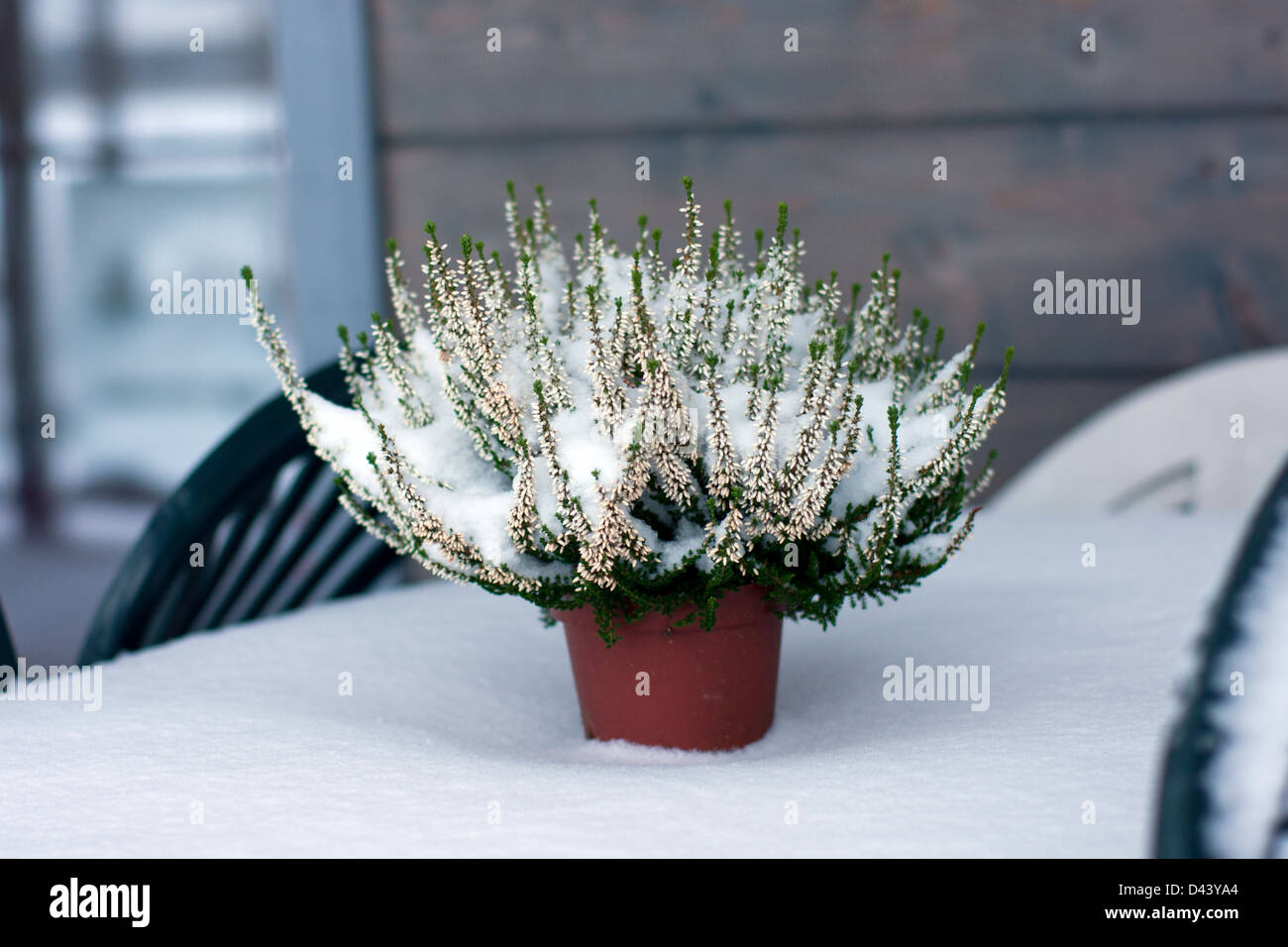 Winter flower in a pot Stock Photo - Alamy
