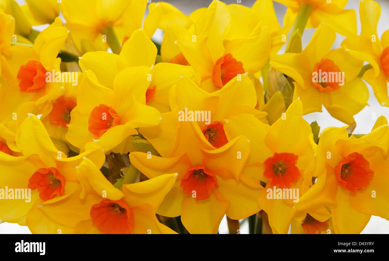 Bunch Of Daffodils High Resolution Stock Photography and Images - Alamy