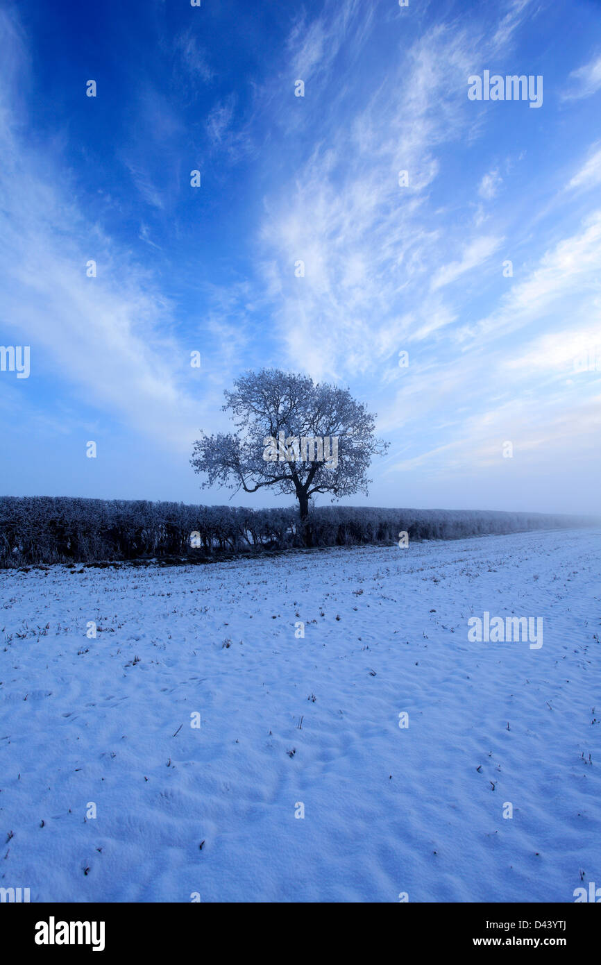 Hoare frost winter scene, Oak Tree (Quercus robur), Blatherwycke ...
