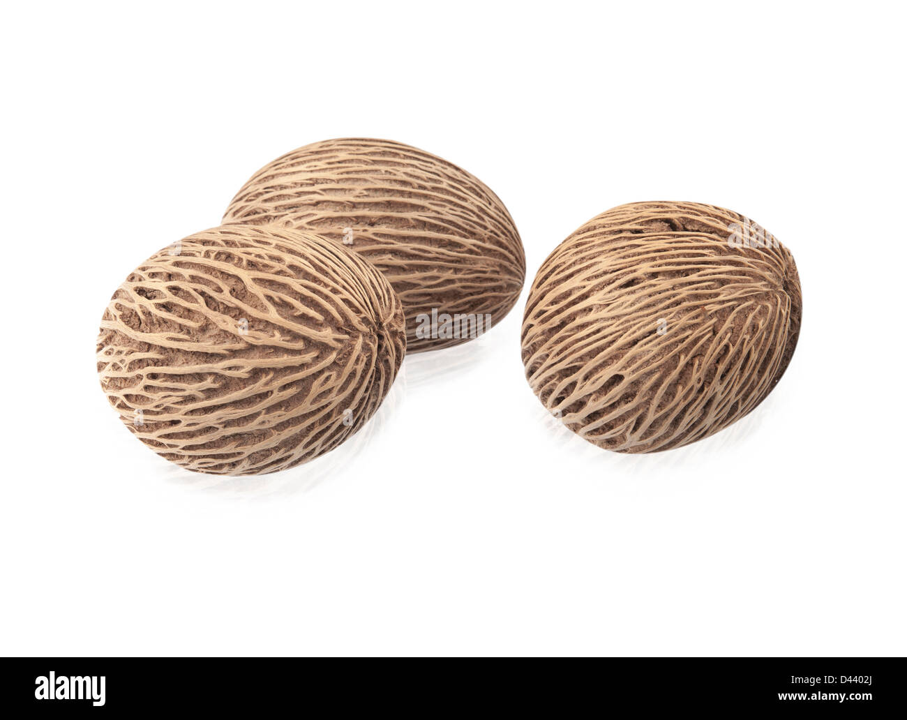 Cerbera suicide's seed or Pong Pong seed isolated on white Stock Photo ...