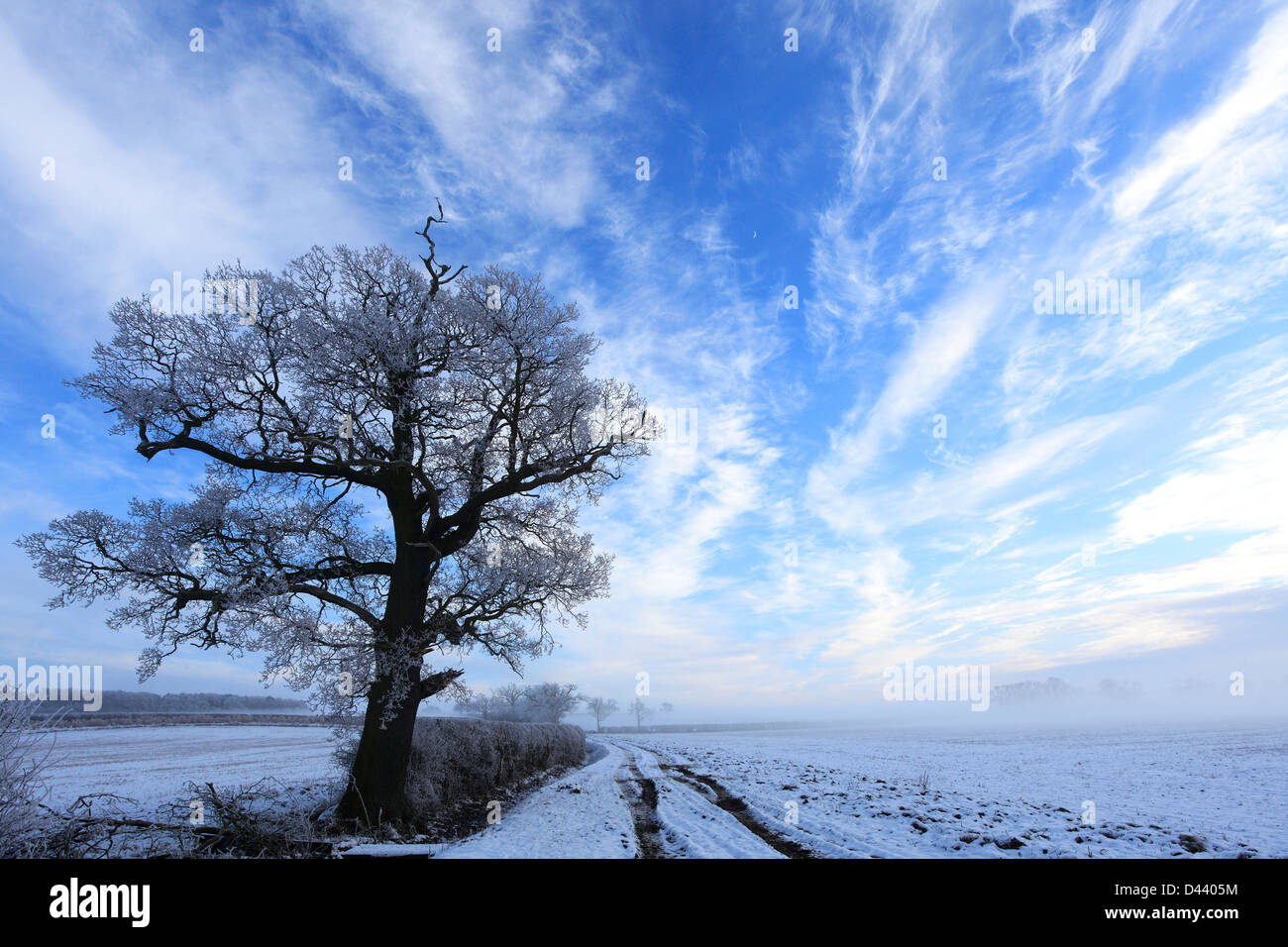 Hoare frost winter scene, Oak Tree (Quercus robur), Blatherwycke ...