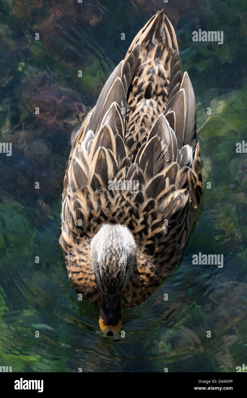 Overhead View of Duck on Water, Herault, France Stock Photo - Alamy
