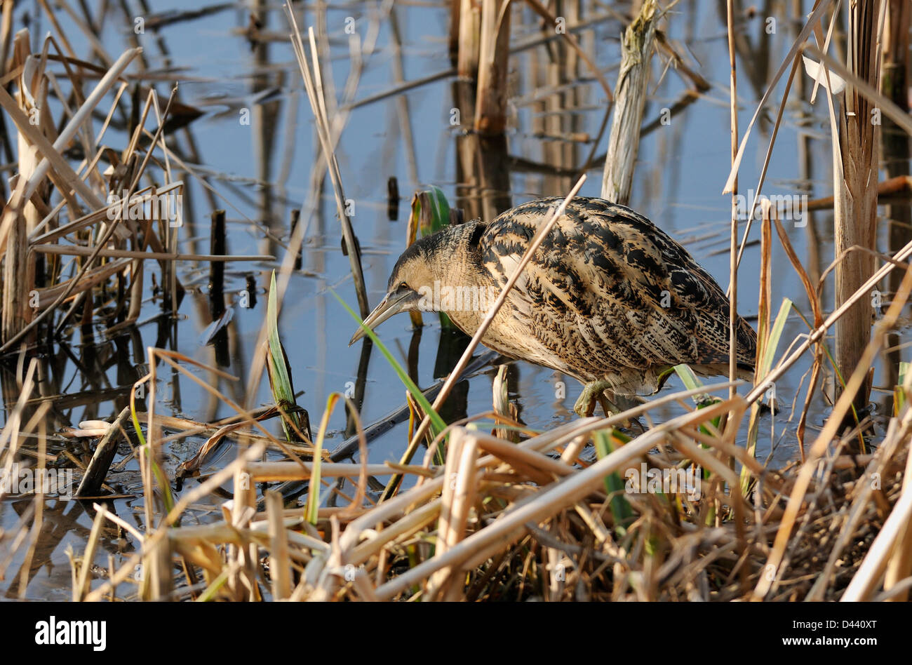 Stellaris great hi-res stock photography and images - Alamy
