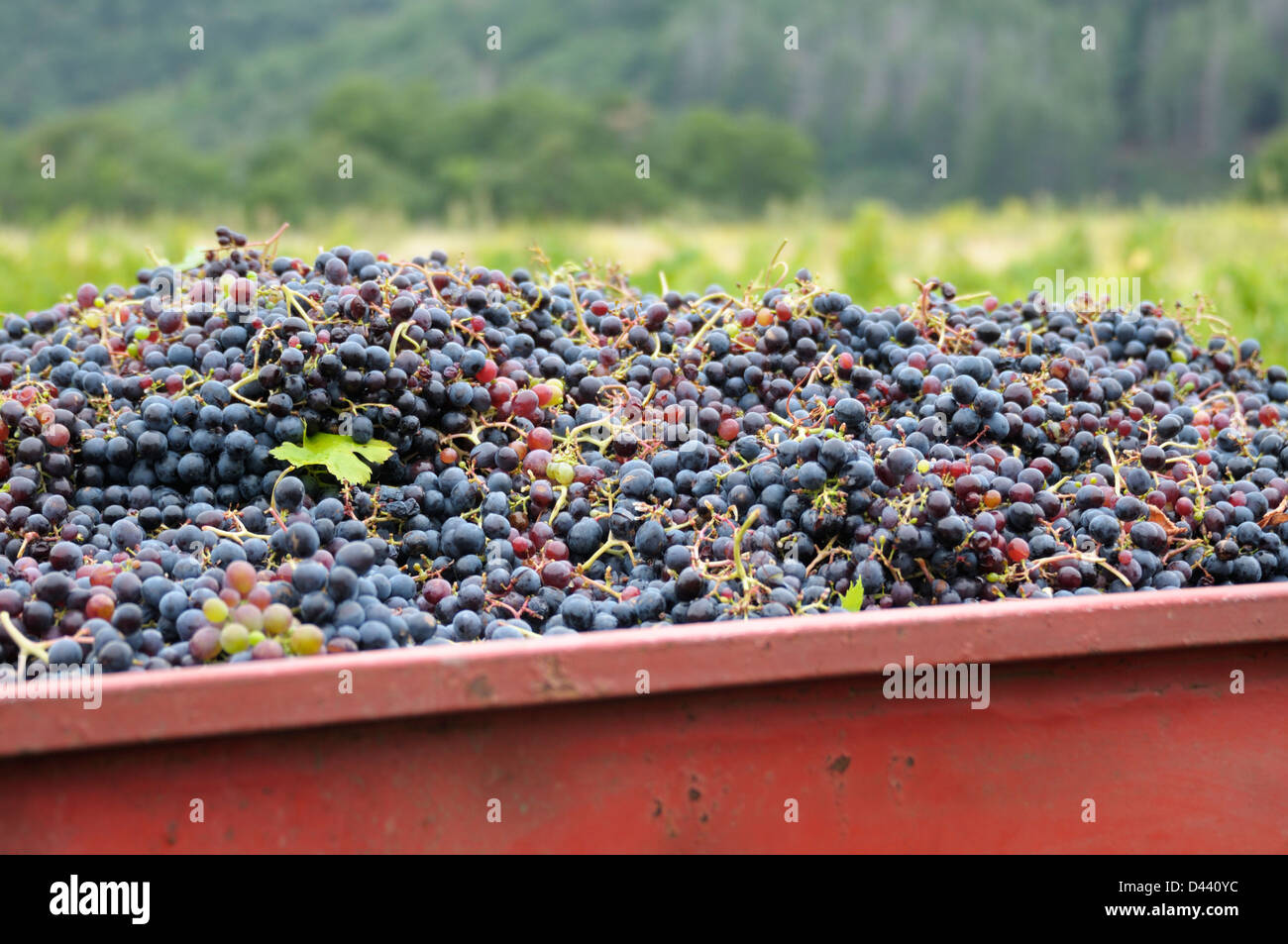 Minervois Wine Region High Resolution Stock Photography and Images - Alamy