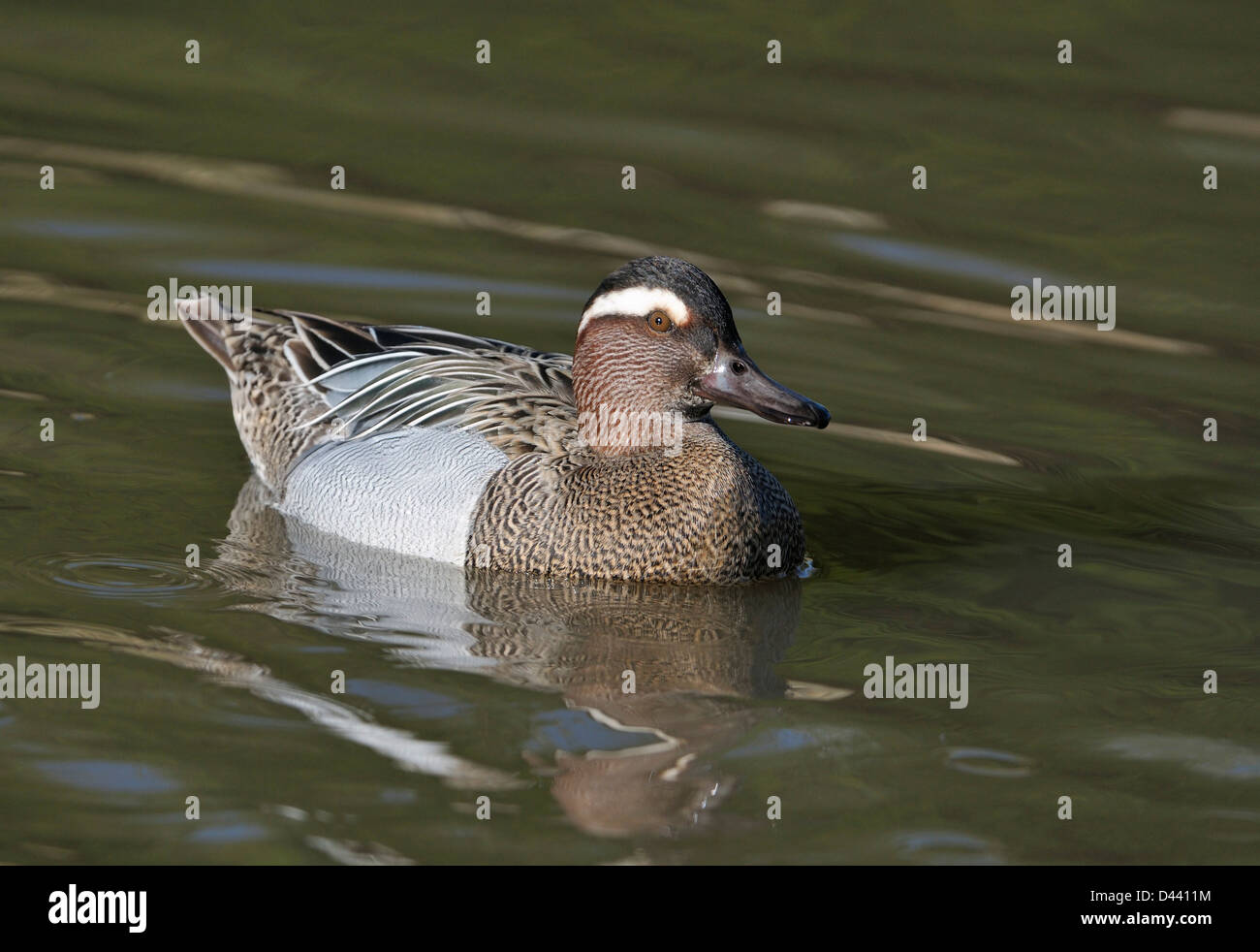 Garganey duck hi-res stock photography and images - Alamy