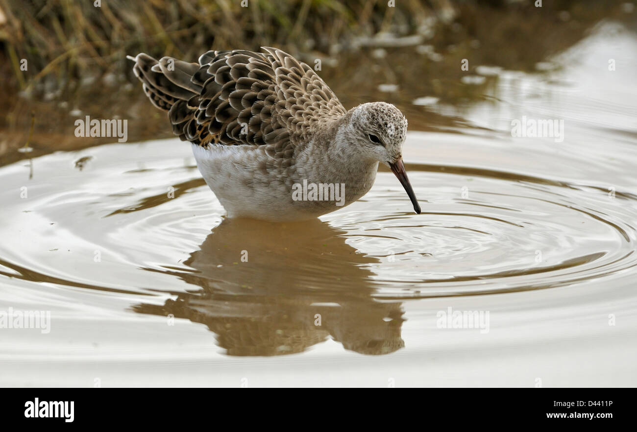Ruff bird uk hi-res stock photography and images - Alamy
