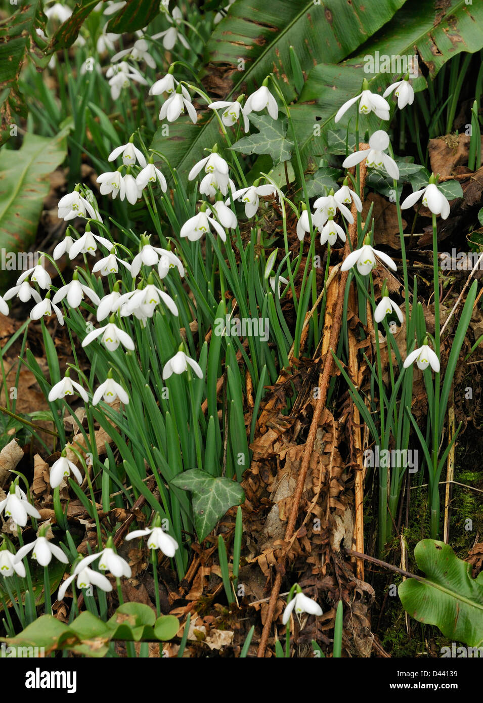 Snowdrop valley hi-res stock photography and images - Alamy
