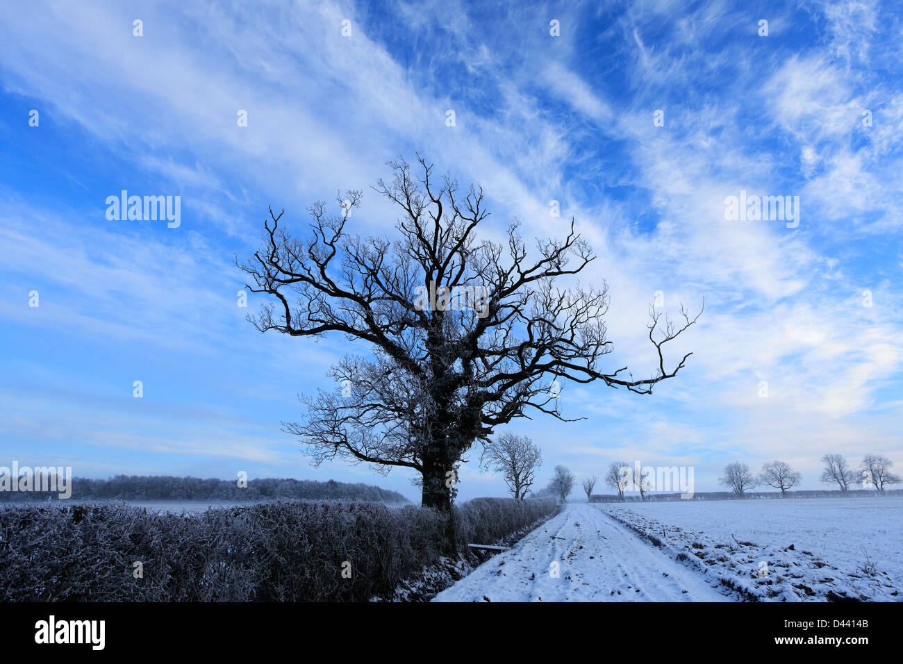 Hoare frost winter scene, Oak Tree (Quercus robur), Blatherwycke ...