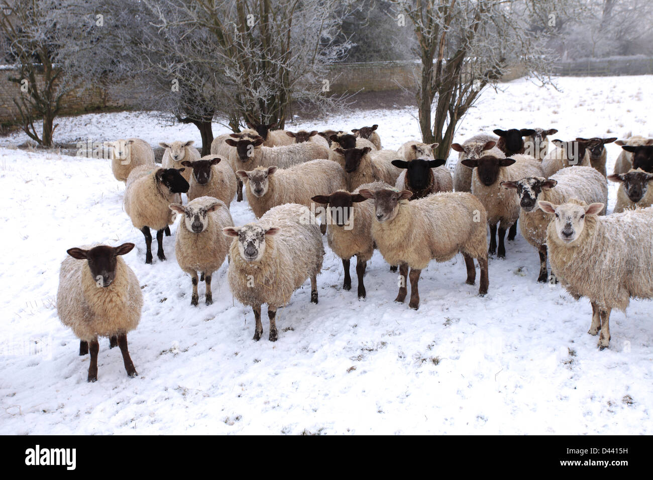 Flock of Sheep, Winter snow, Tinwell village, Rutland County, England ...