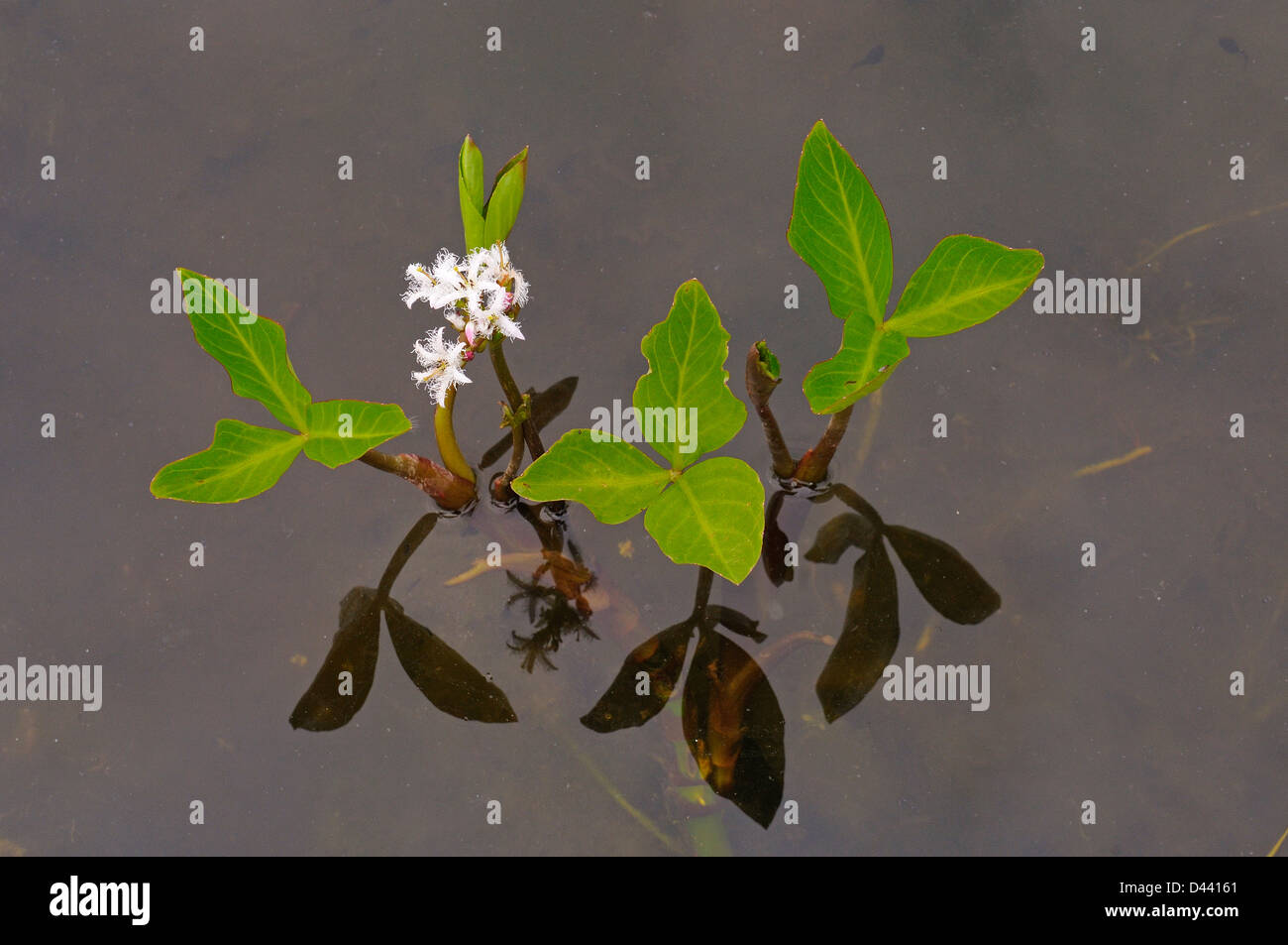 Bogbean (Myanthes trifoliata) growing wild in pond, Oxfordshire ...