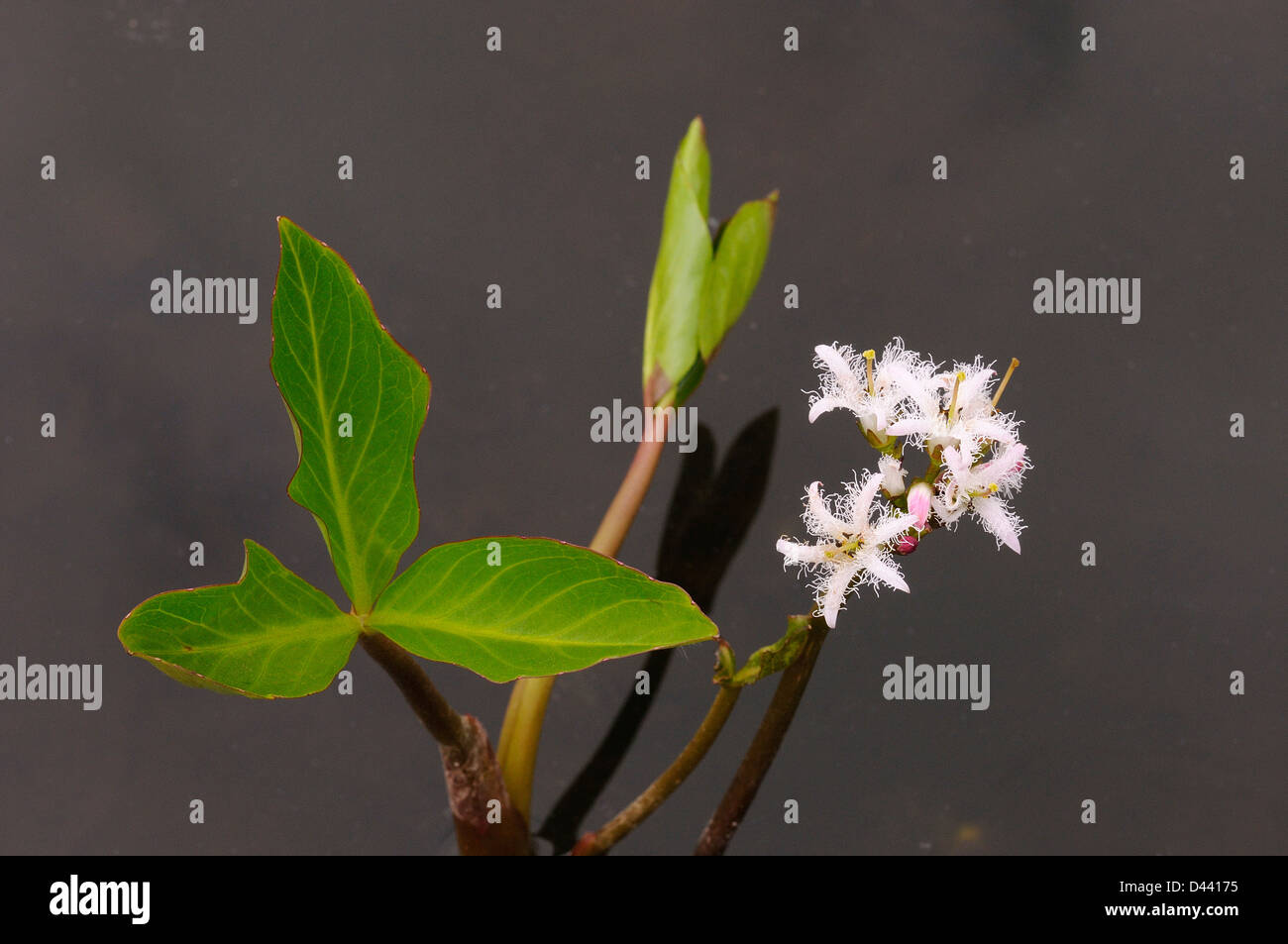 Bogbean (Myanthes trifoliata) flowers, growing wild, Oxfordshire ...