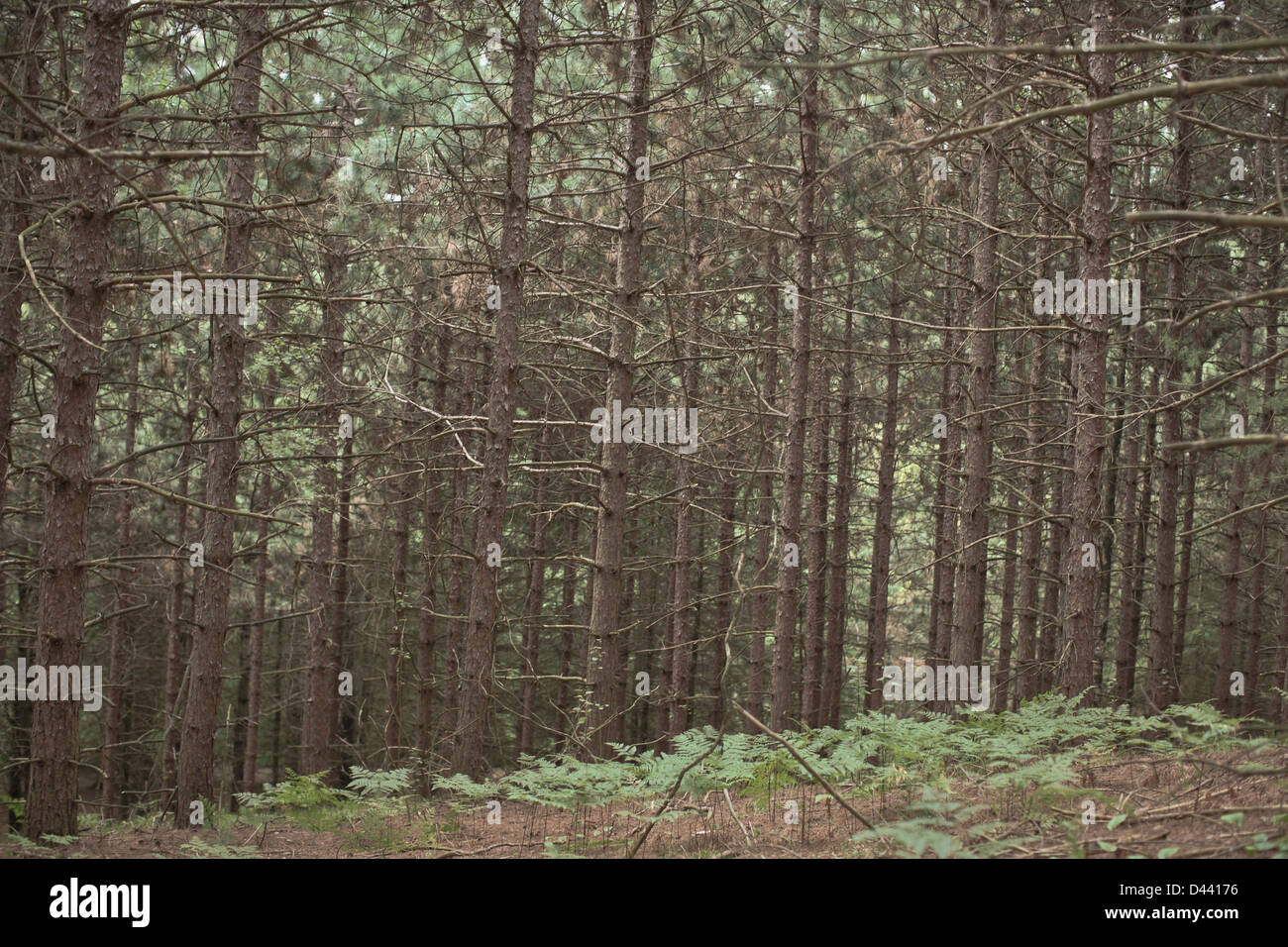 Branching tree trunks hi-res stock photography and images - Alamy