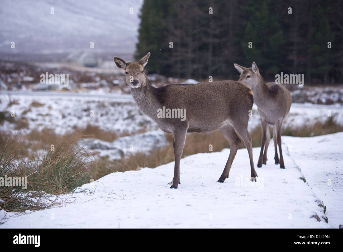 Uk red deer female hi-res stock photography and images - Alamy