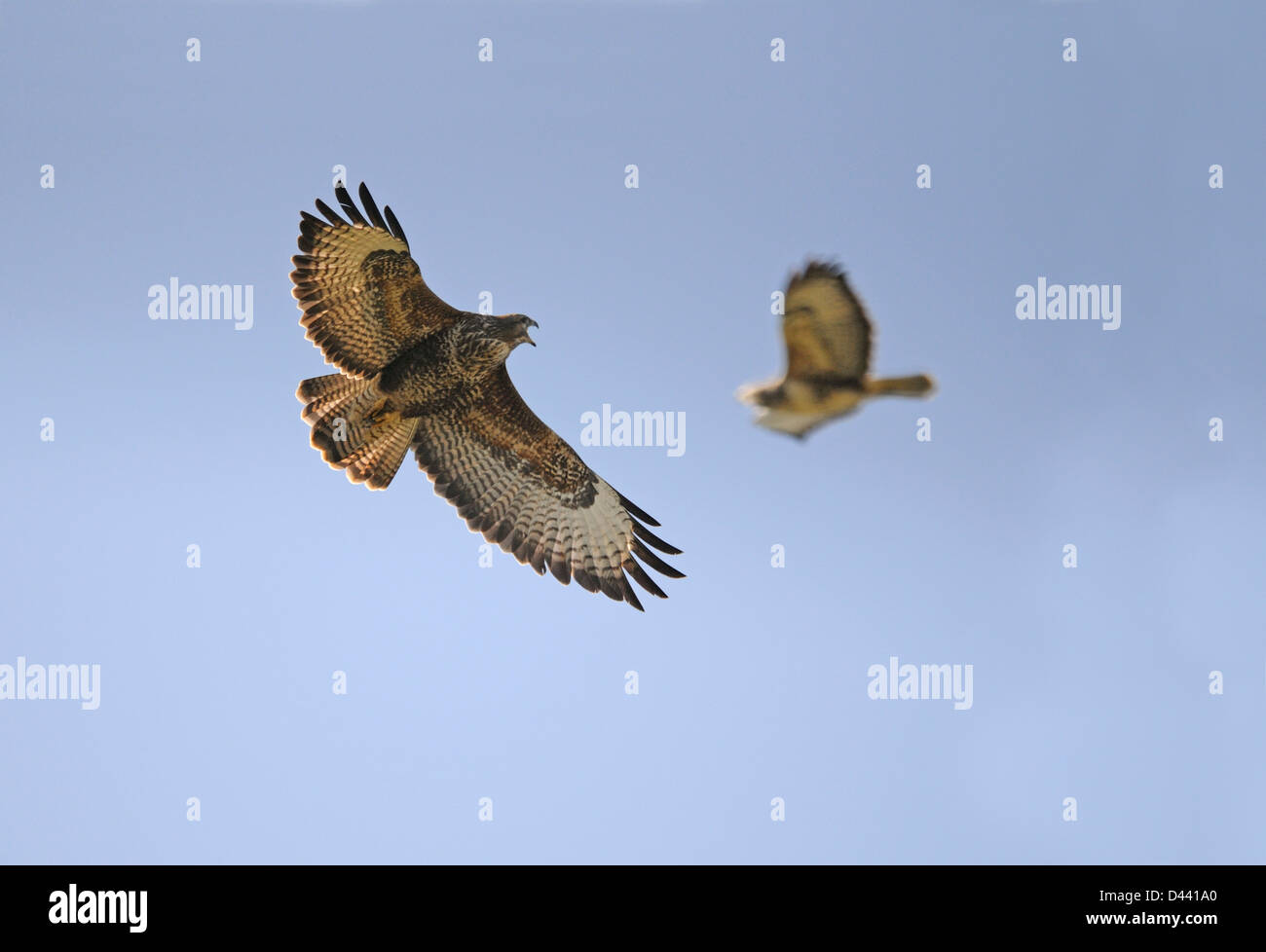 Common Buzzard (Buteo buteo) pair in flight, calling to each other ...