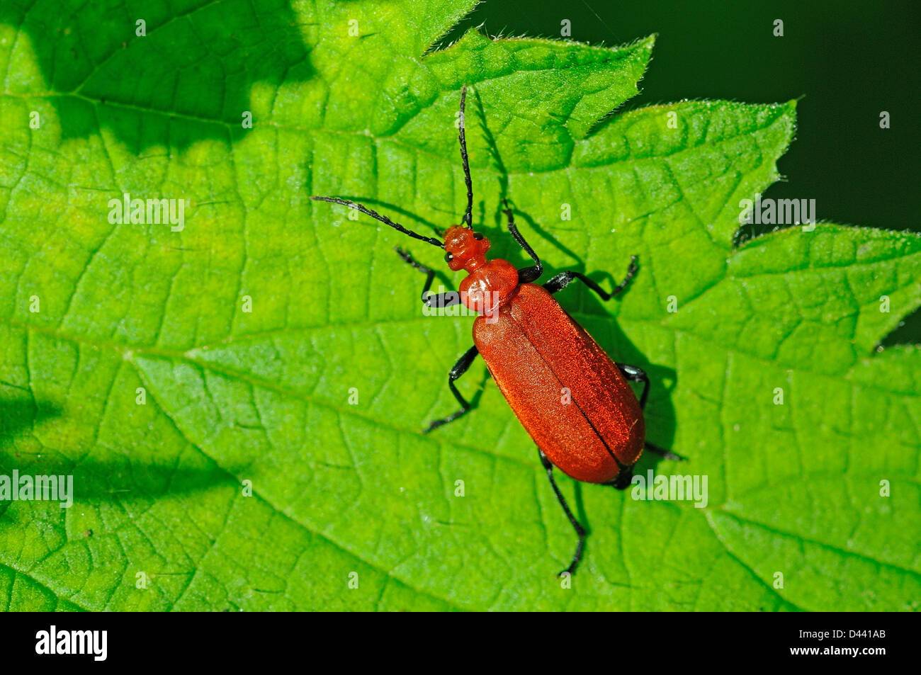 Cardinal beetle hi-res stock photography and images - Alamy