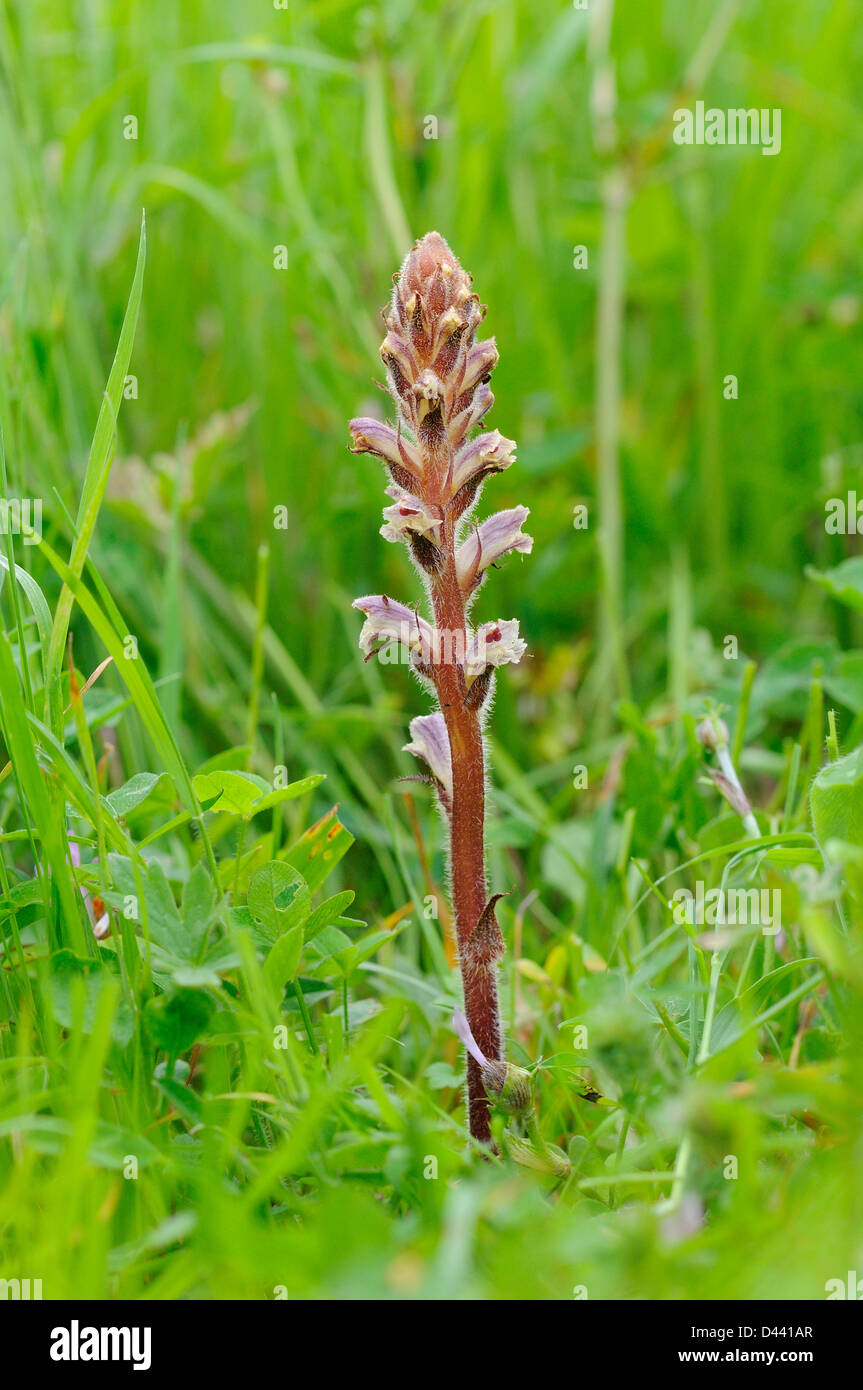 Common Broomrape (Orobanche minor) growing in wildflower meadow ...
