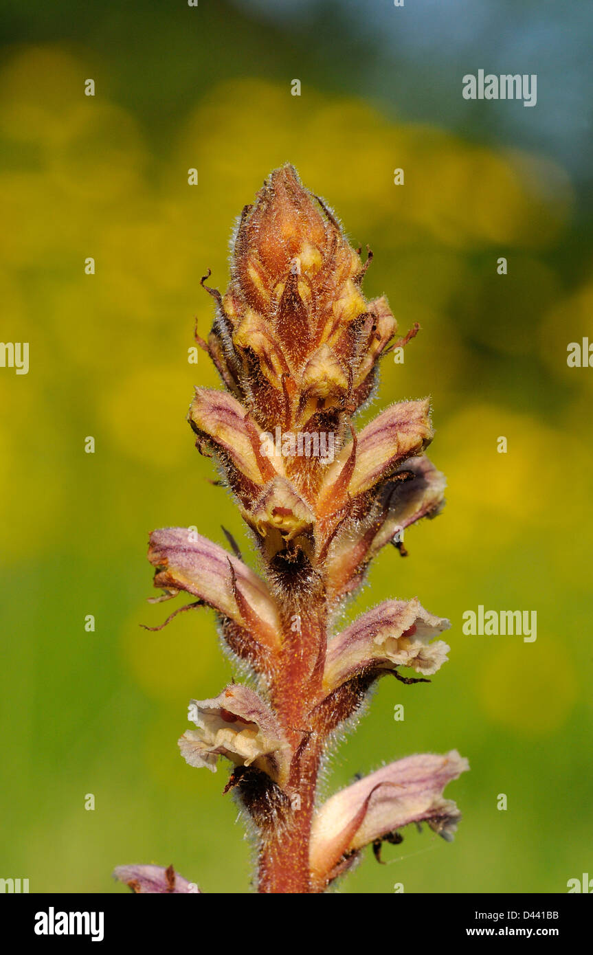 Common Broomrape (Orobanche minor) growing in wildflower meadow ...